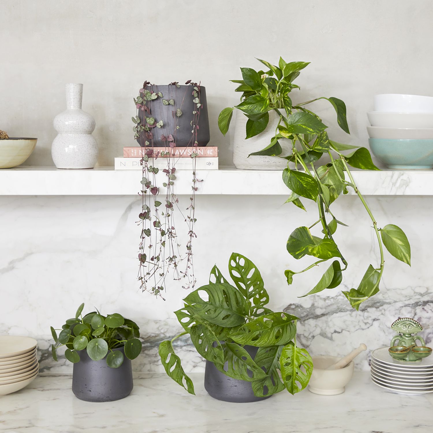 Fast-Growing Set – Houseplants That Grow Quickly | Patch